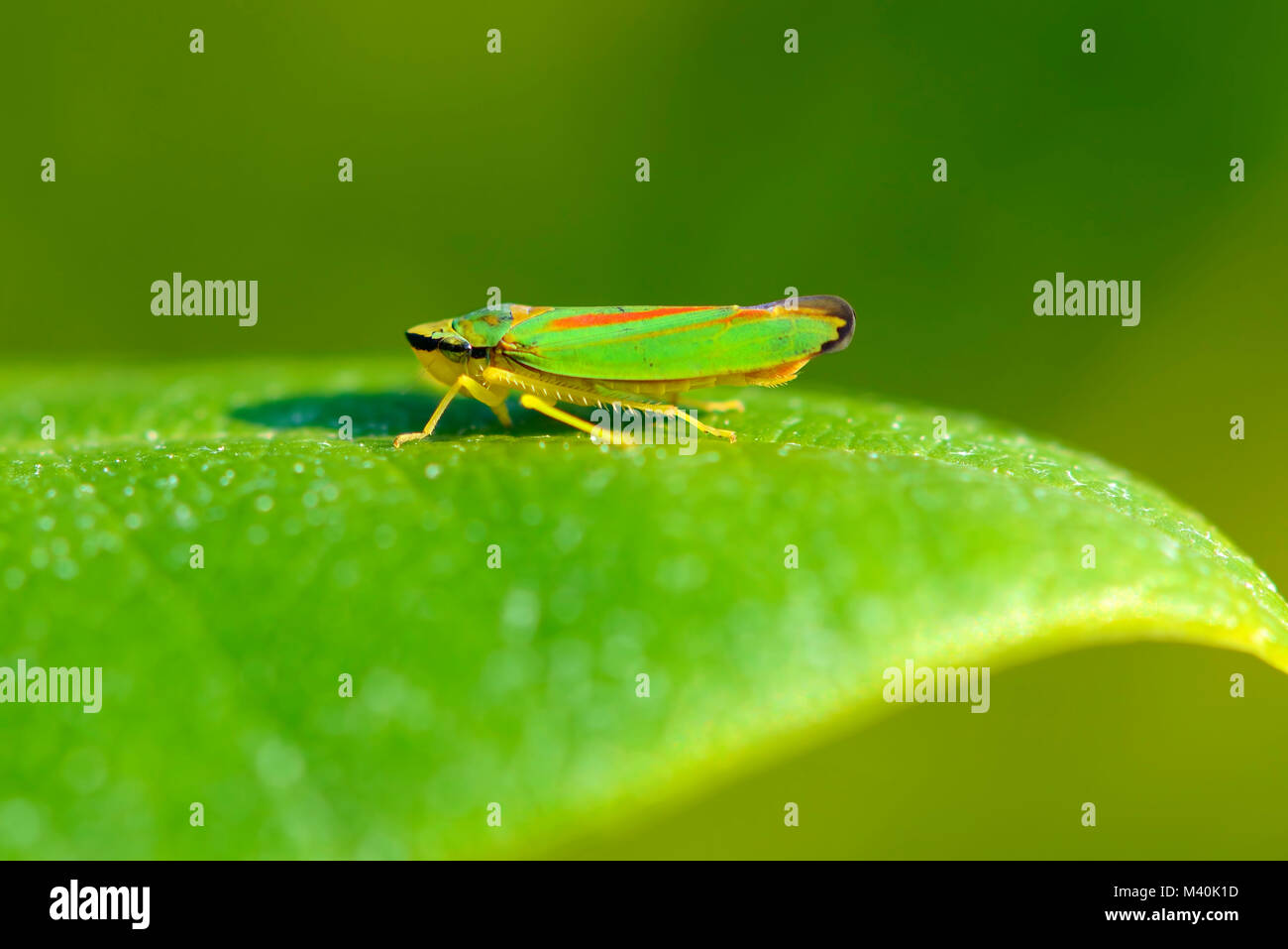 Rundkopf Zikade Stockfotos und -bilder Kaufen - Alamy