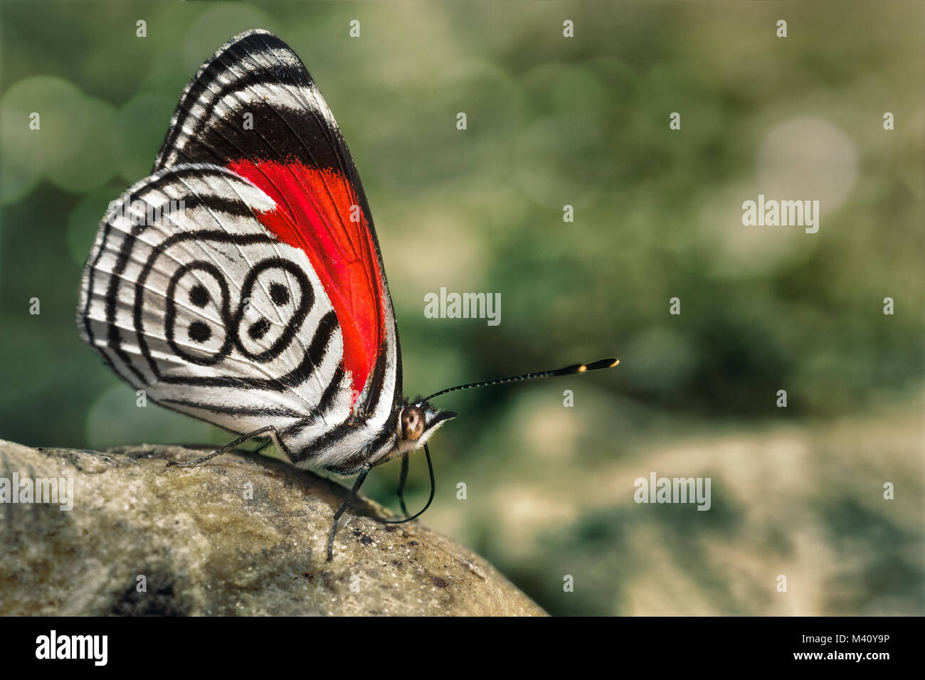 Diaethria anna -Fotos und -Bildmaterial in hoher Auflösung – Alamy