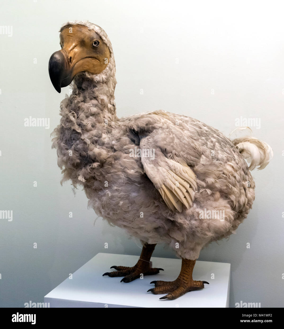 Raphus cucullatus -Fotos und -Bildmaterial in hoher Auflösung – Alamy