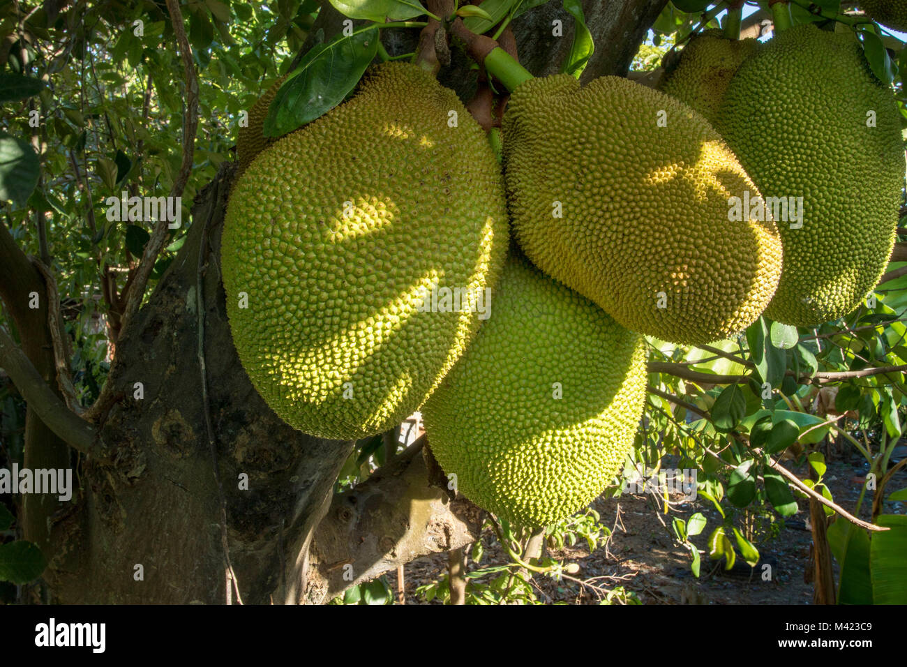 Jackfruit Cluster Auf Baum In Jamaica West Indies Karibik jackfruit-cluster-auf-baum-in-jamaica-west-indies-karibik