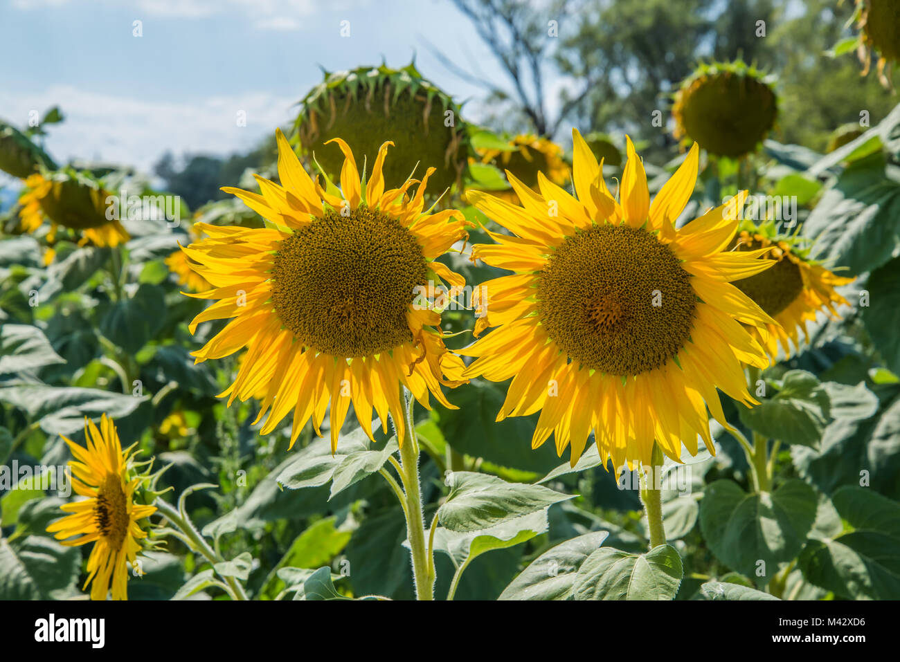 Sonnenblumen feld blumen -Fotos und -Bildmaterial in hoher Auflösung ...