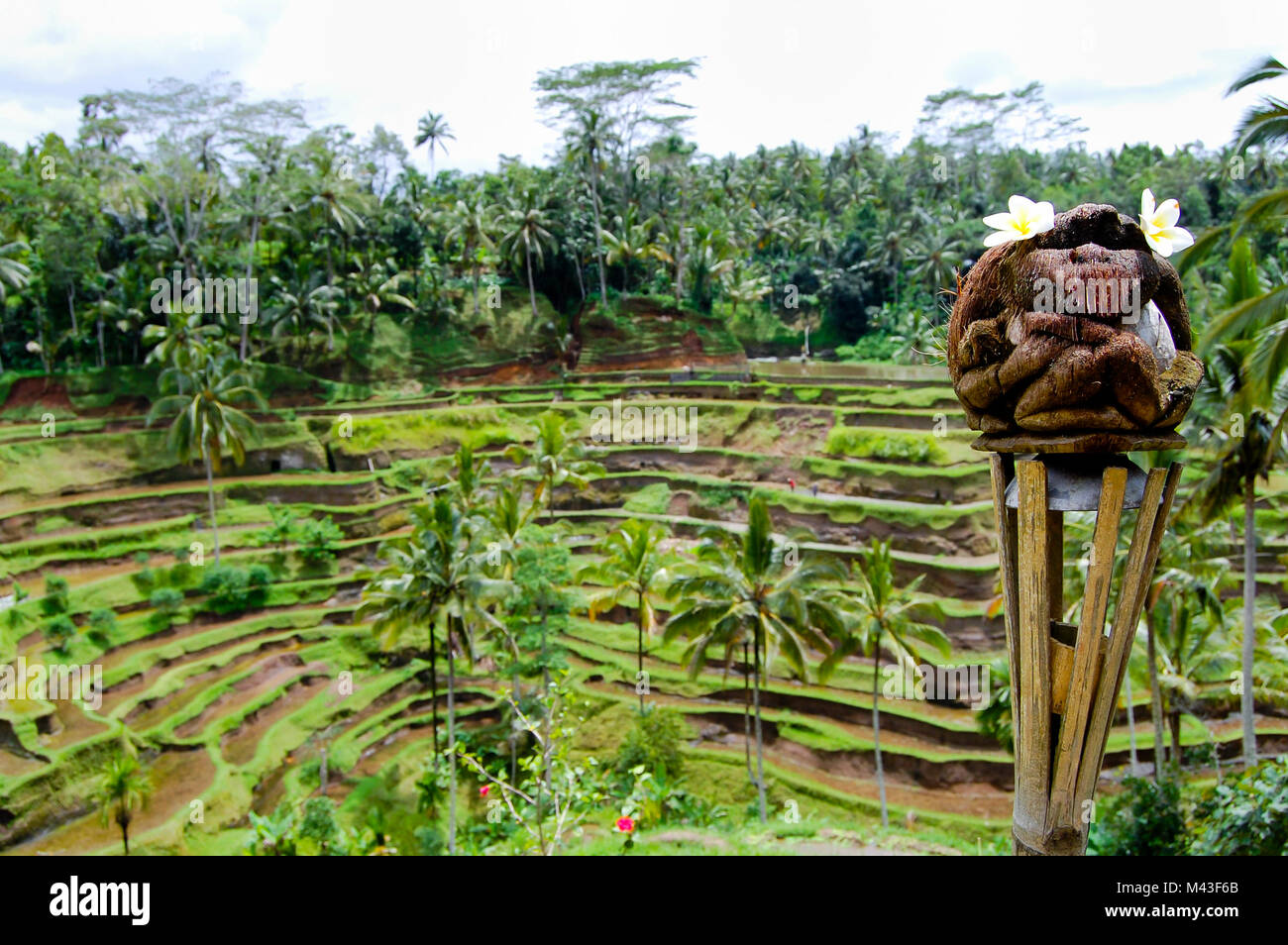 Tegalalang Reisterrassen - Bali - Indonesien Stockfotografie - Alamy