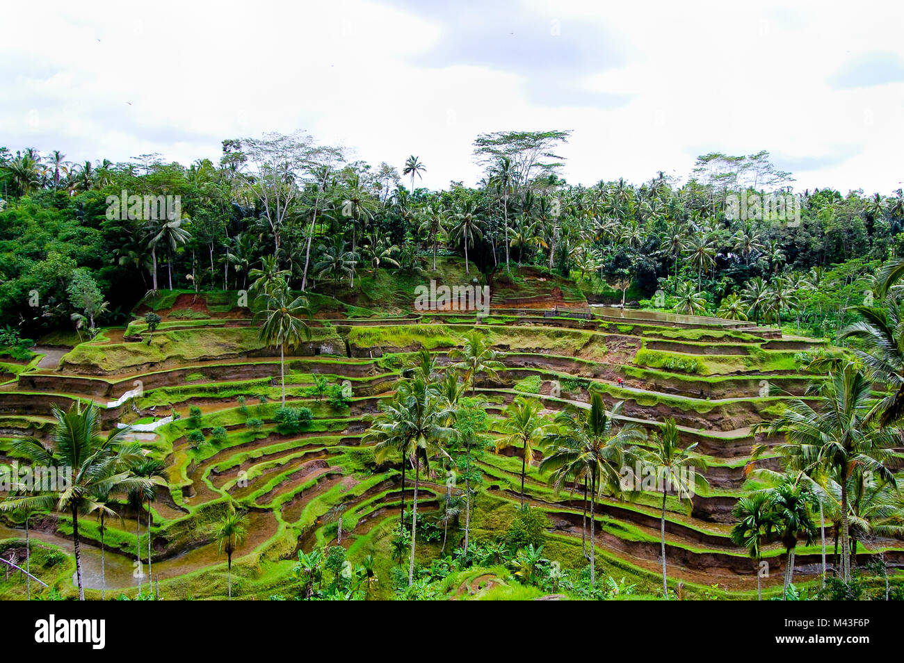Bali reisterrasse tegalalang -Fotos und -Bildmaterial in hoher ...