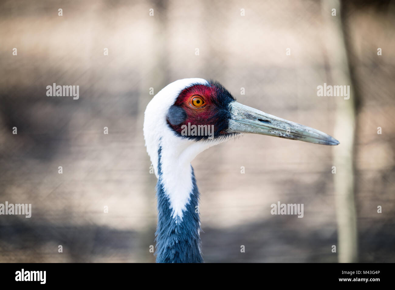 Wildlife wings vogel schnabel hals -Fotos und -Bildmaterial in hoher ...