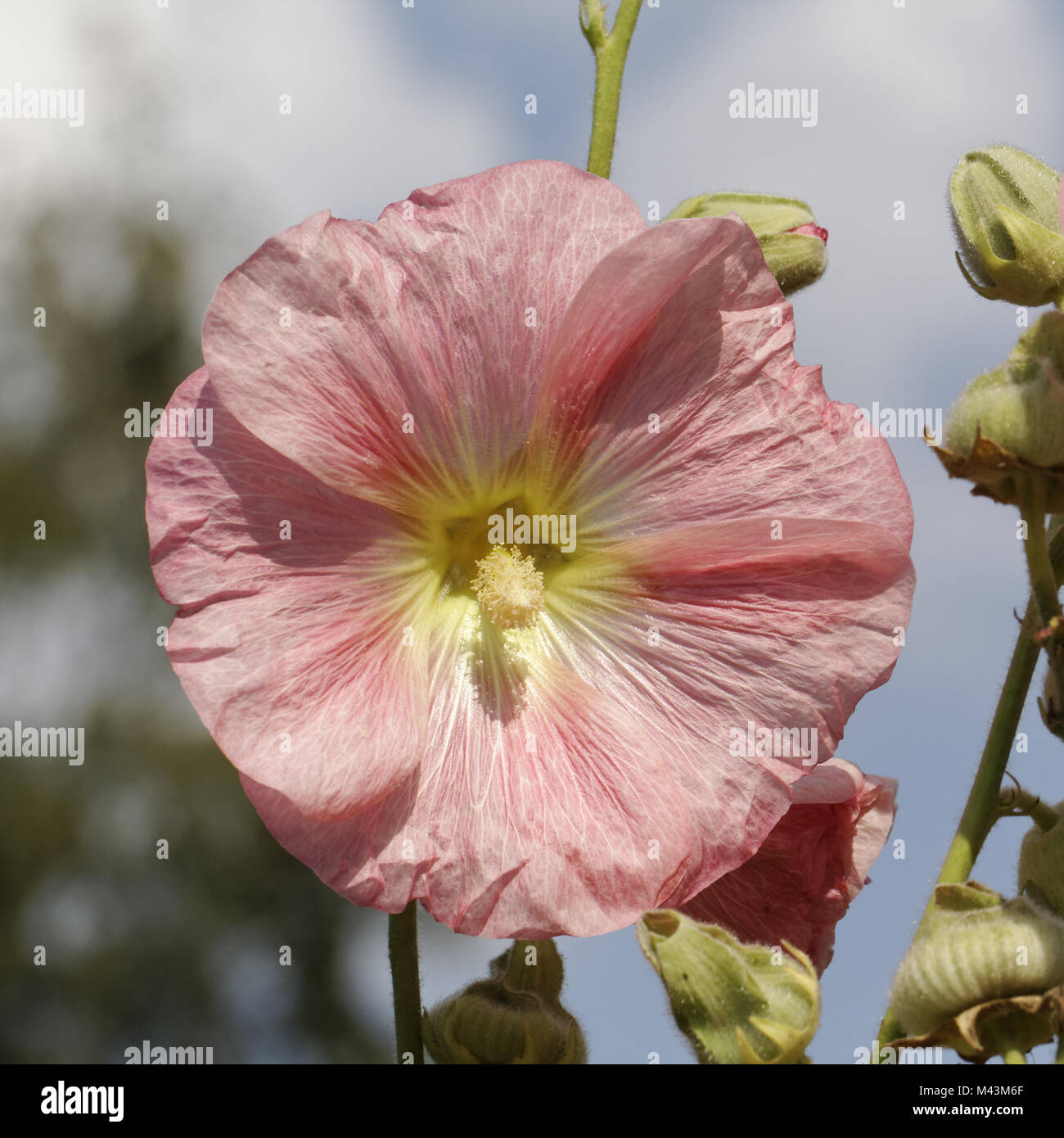 Alcea oder althaea rosea -Fotos und -Bildmaterial in hoher Auflösung ...