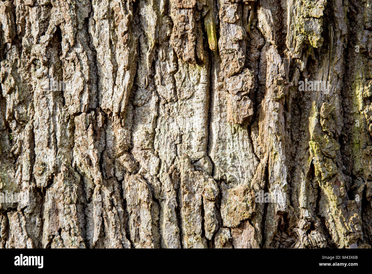 Oak texture -Fotos und -Bildmaterial in hoher Auflösung – Alamy