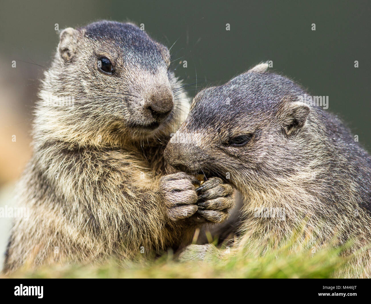 Murmeltier (Marmota) Essen zusammen, junge Tiere, Großglockner, Kärnten ...