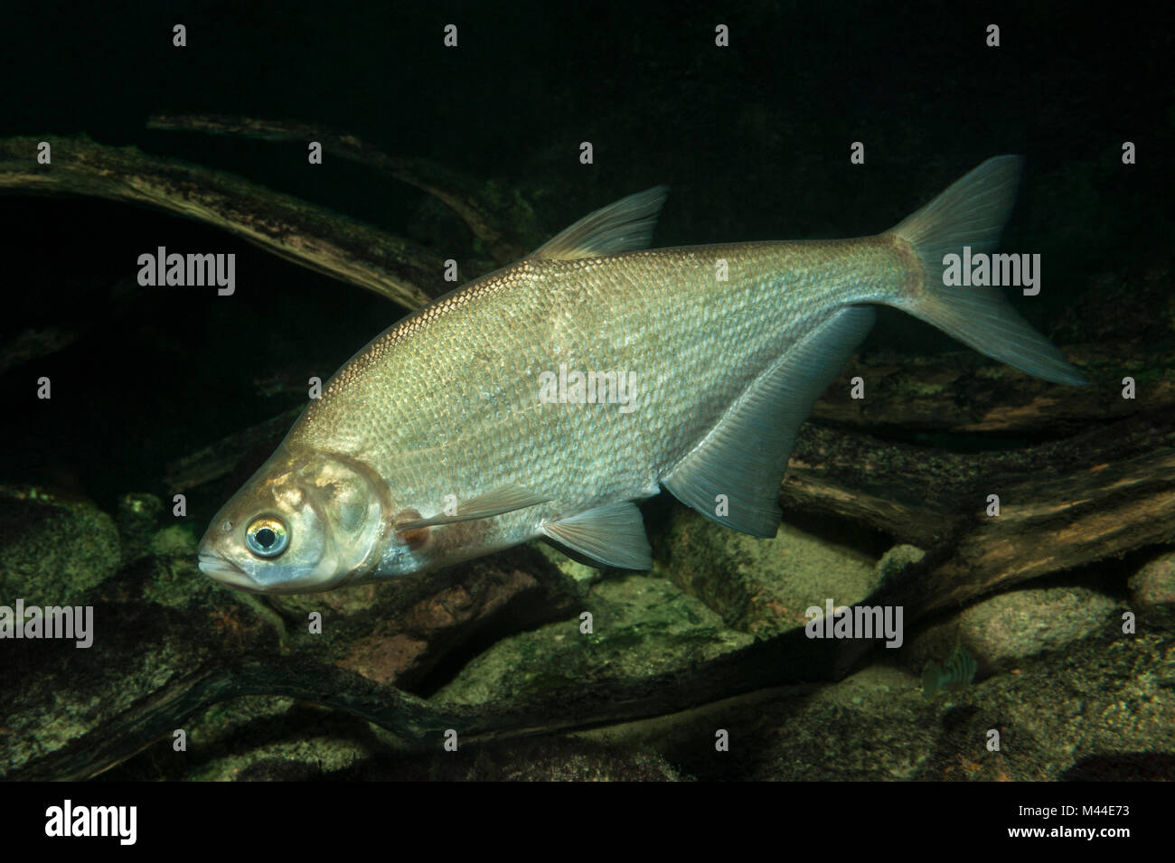 Fisch unter wasser germany lake -Fotos und -Bildmaterial in hoher ...
