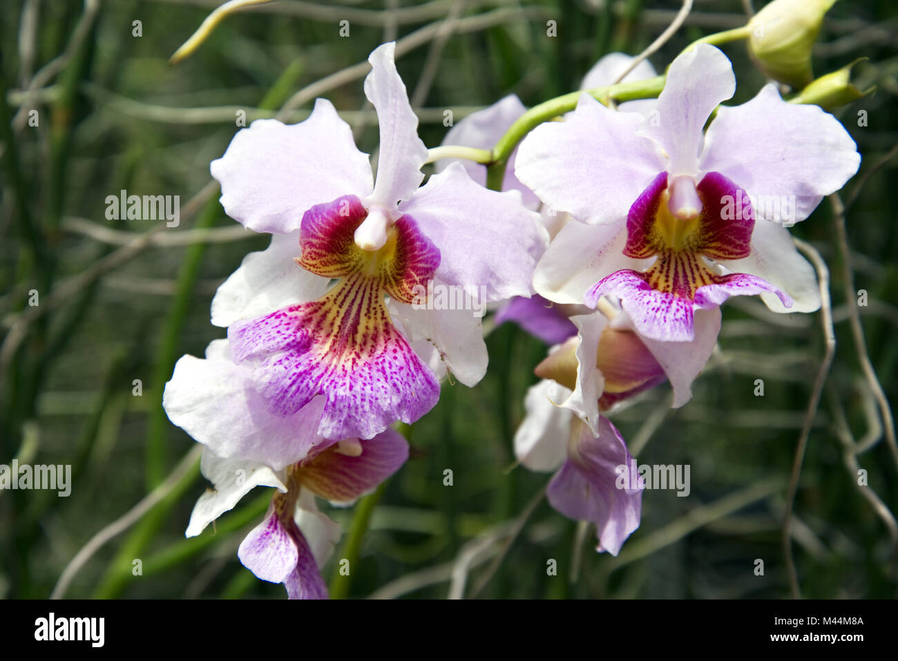Vanda miss joaquim orchid -Fotos und -Bildmaterial in hoher Auflösung ...