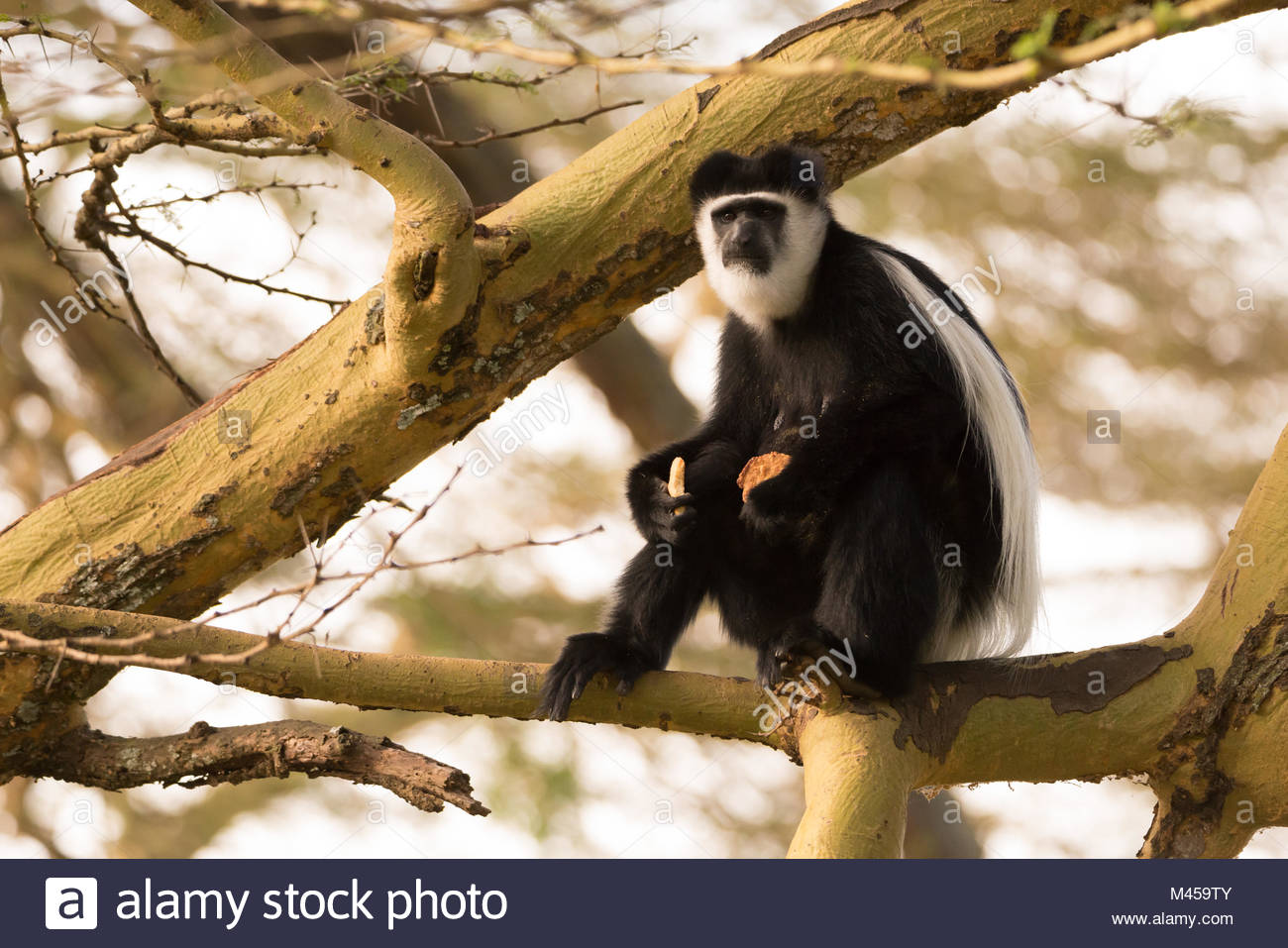 Weißer Affe Stockfotos & Weißer Affe Bilder - Alamy