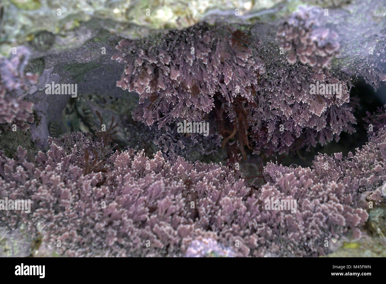Red alga rhodophyta -Fotos und -Bildmaterial in hoher Auflösung – Alamy