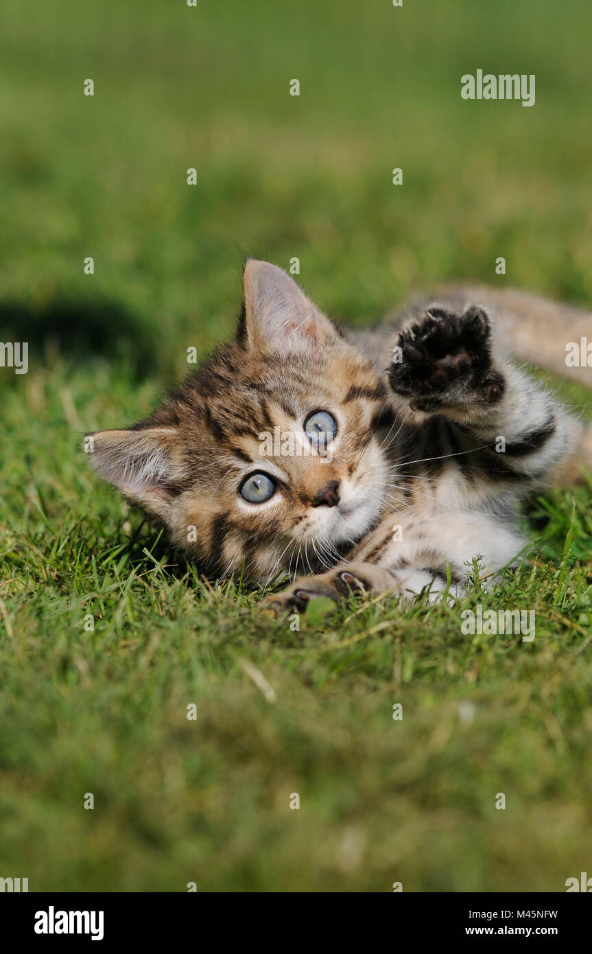 Kitten 8 wochen alt -Fotos und -Bildmaterial in hoher Auflösung – Alamy