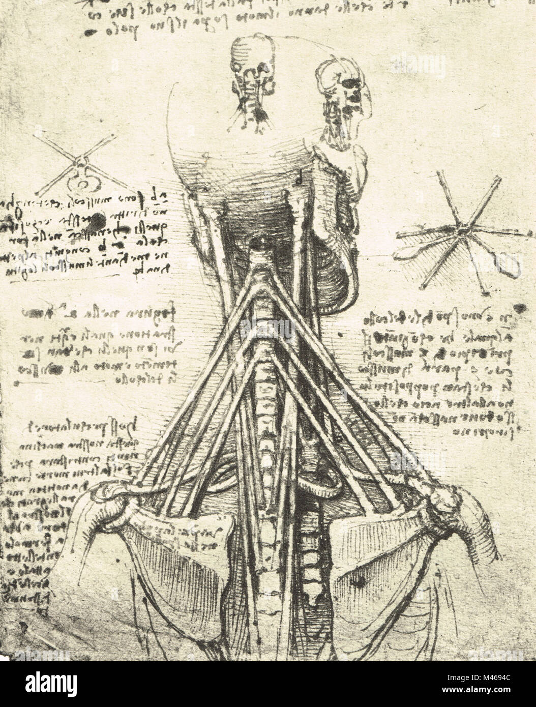 Die Sehnen der Nacken, Rücken auf ein Skelett, Studie von Leonardo Da ...