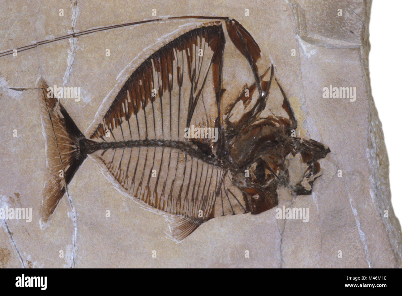 Fossil prehistoric -Fotos und -Bildmaterial in hoher Auflösung – Alamy