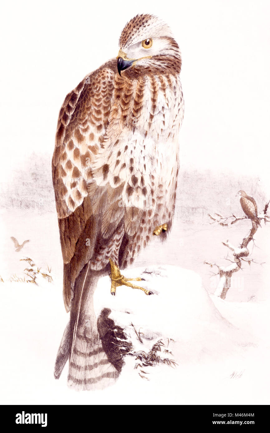Adler illustrationen -Fotos und -Bildmaterial in hoher Auflösung – Alamy
