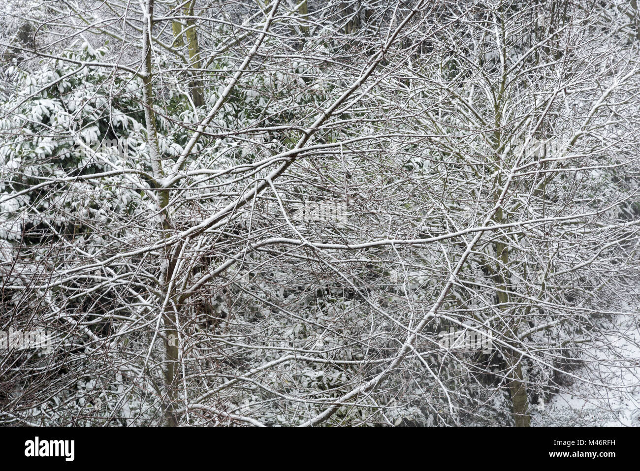 Baum oder strauch -Fotos und -Bildmaterial in hoher Auflösung – Alamy