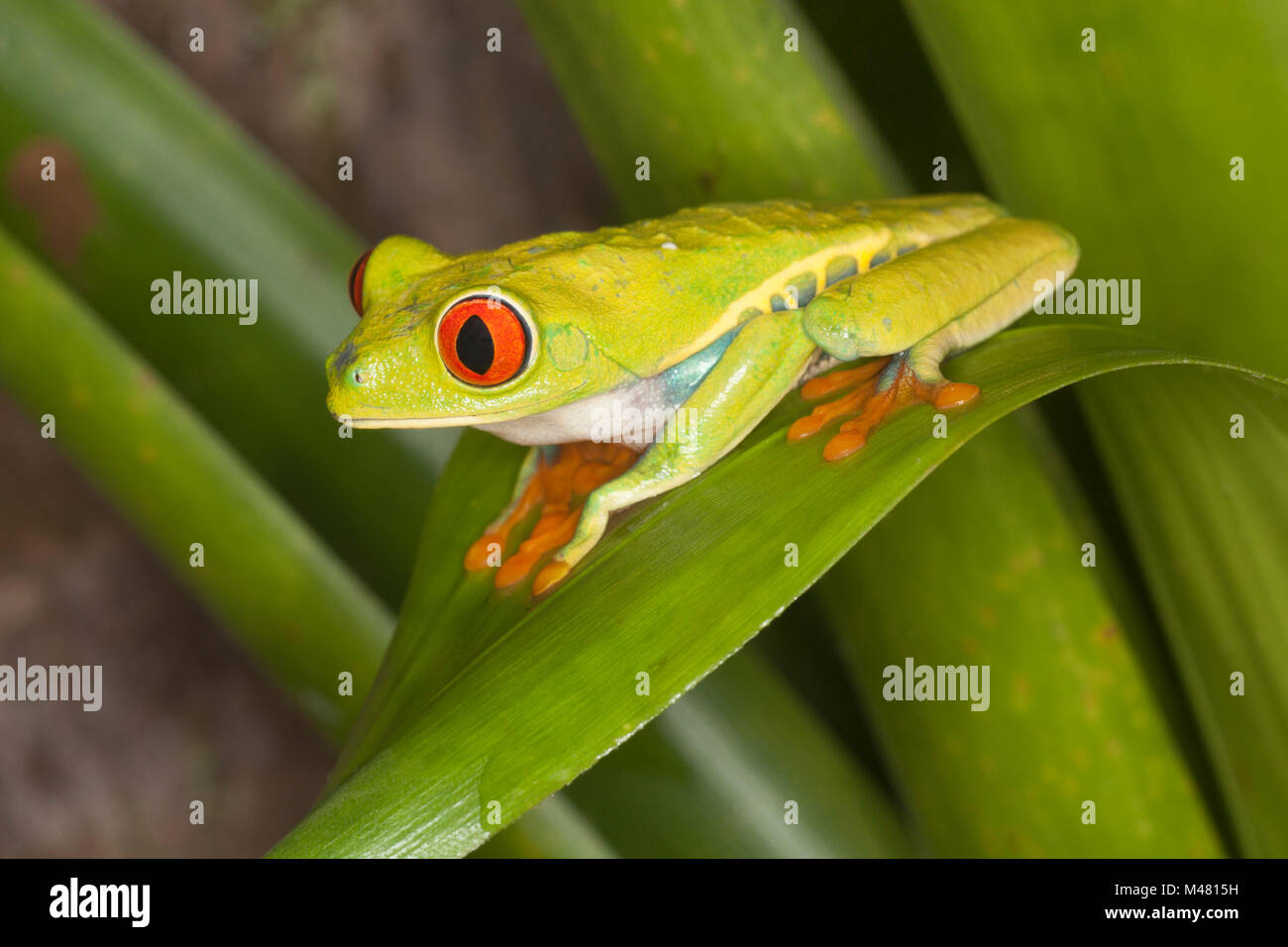 Red-eyed Tree Frog (Agalychnis callidryas) auf Regenwald Blatt, auch ...