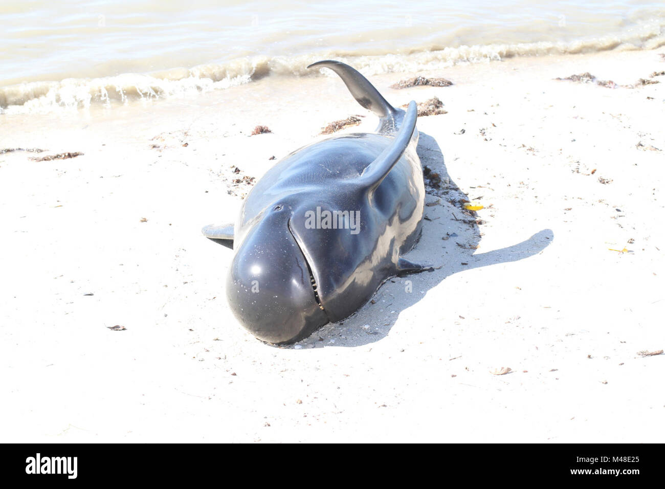 Gestrandeter wal Stockfotos und -bilder Kaufen - Alamy