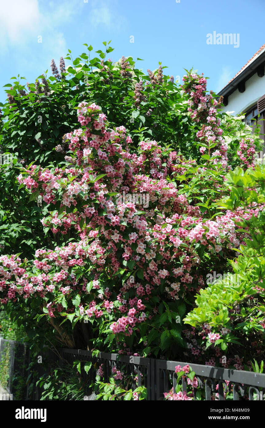 Weigelia Florida, Syn. Weigelia rosea, Weigela Stockfotografie - Alamy