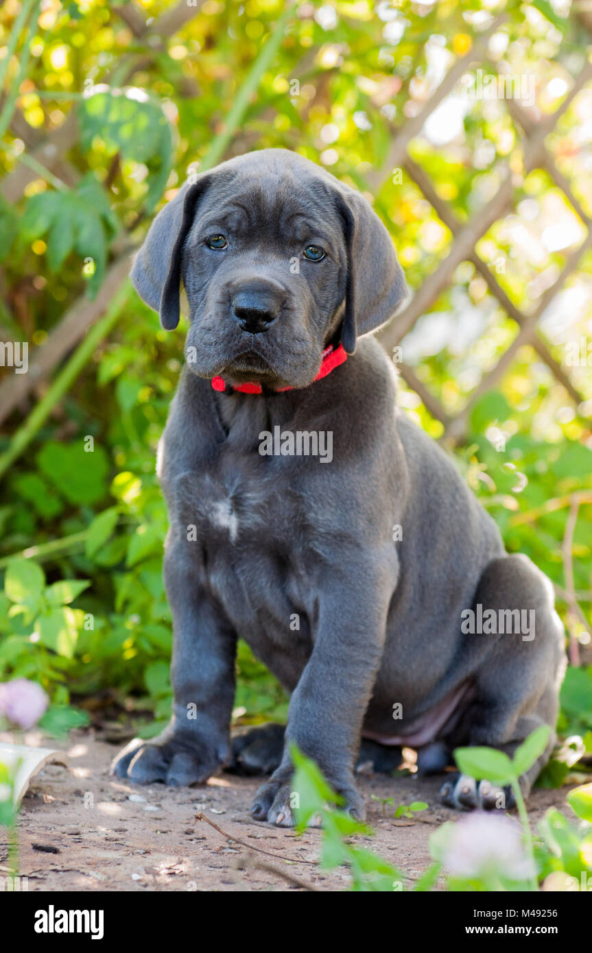 Schöne graue Dogge hund welpe draussen auf Spaziergang Stockfotografie ...