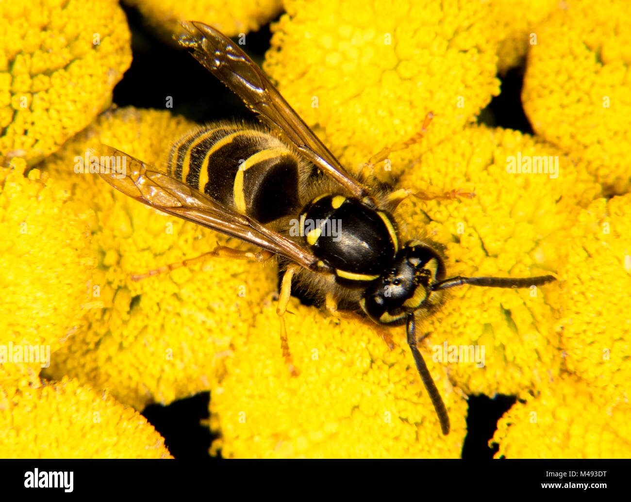 Dangerous invertebrates -Fotos und -Bildmaterial in hoher Auflösung – Alamy