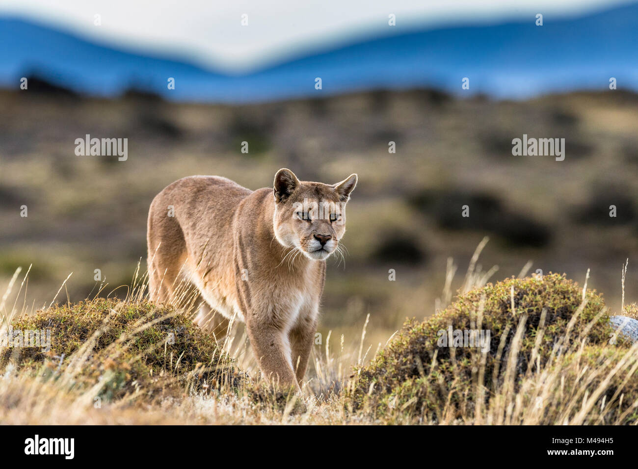 Puma (Puma concolor) in grosser Höhe Lebensraum der Torres del Paine ...