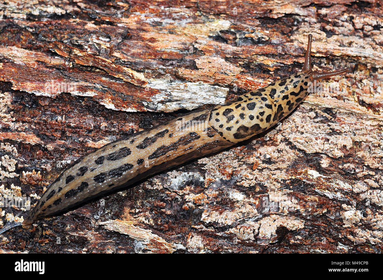 Limax maximus limax maximus -Fotos und -Bildmaterial in hoher Auflösung ...