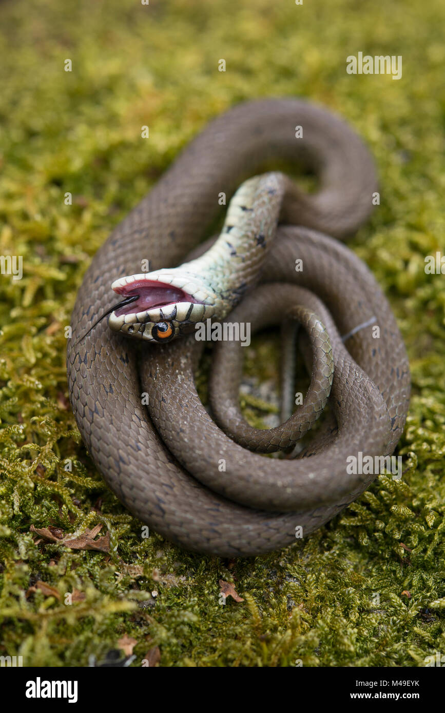 Grass Snake Natrix Natrix Juvenile Stockfotos und -bilder Kaufen - Alamy