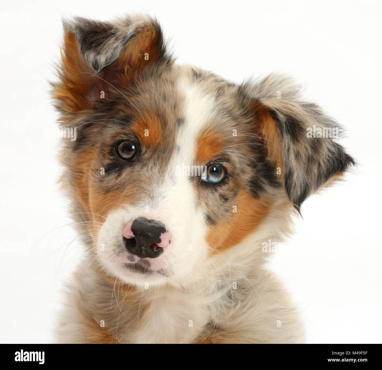 Tricolor merle Collie Welpen, Indie, im Alter von 10 Wochen ...
