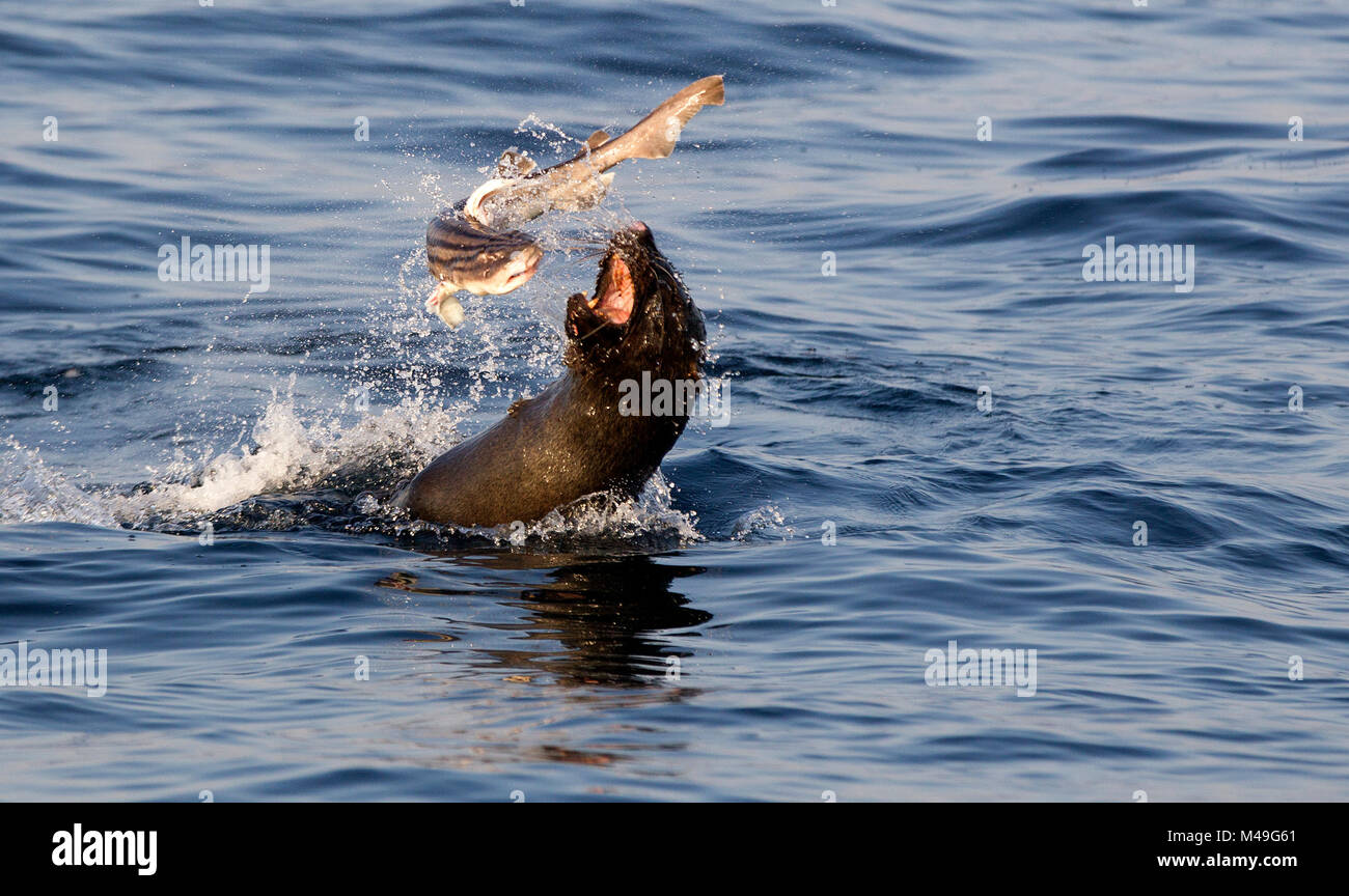 Poroderma africanum -Fotos und -Bildmaterial in hoher Auflösung – Alamy