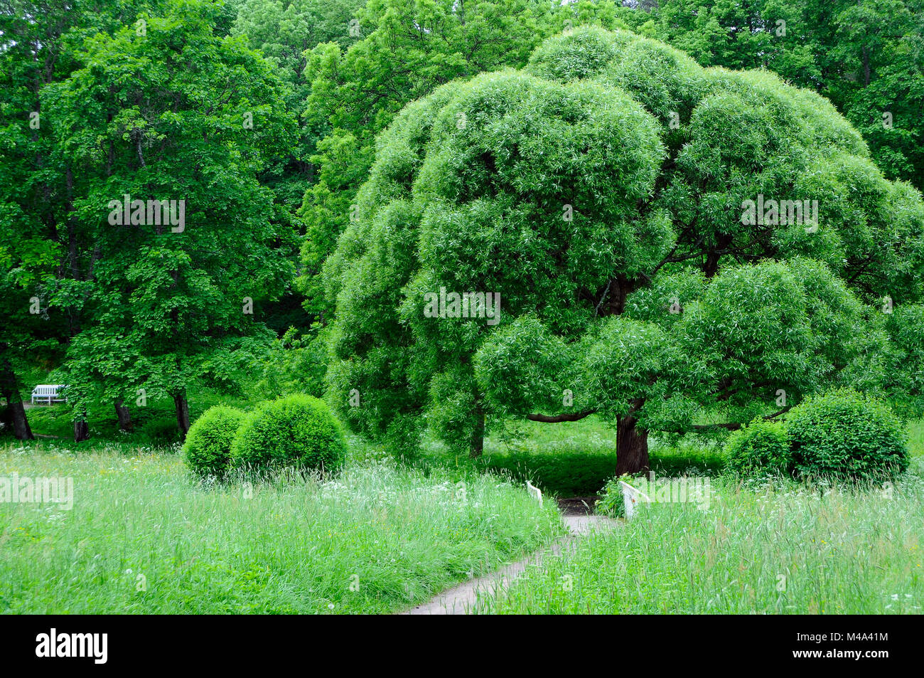 Large deciduous tree -Fotos und -Bildmaterial in hoher Auflösung – Alamy