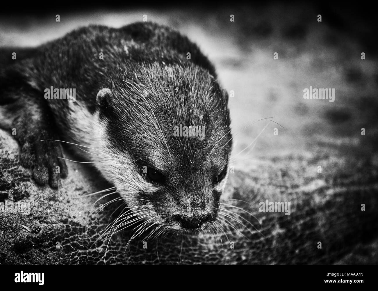 Otter hautnah -Fotos und -Bildmaterial in hoher Auflösung – Alamy