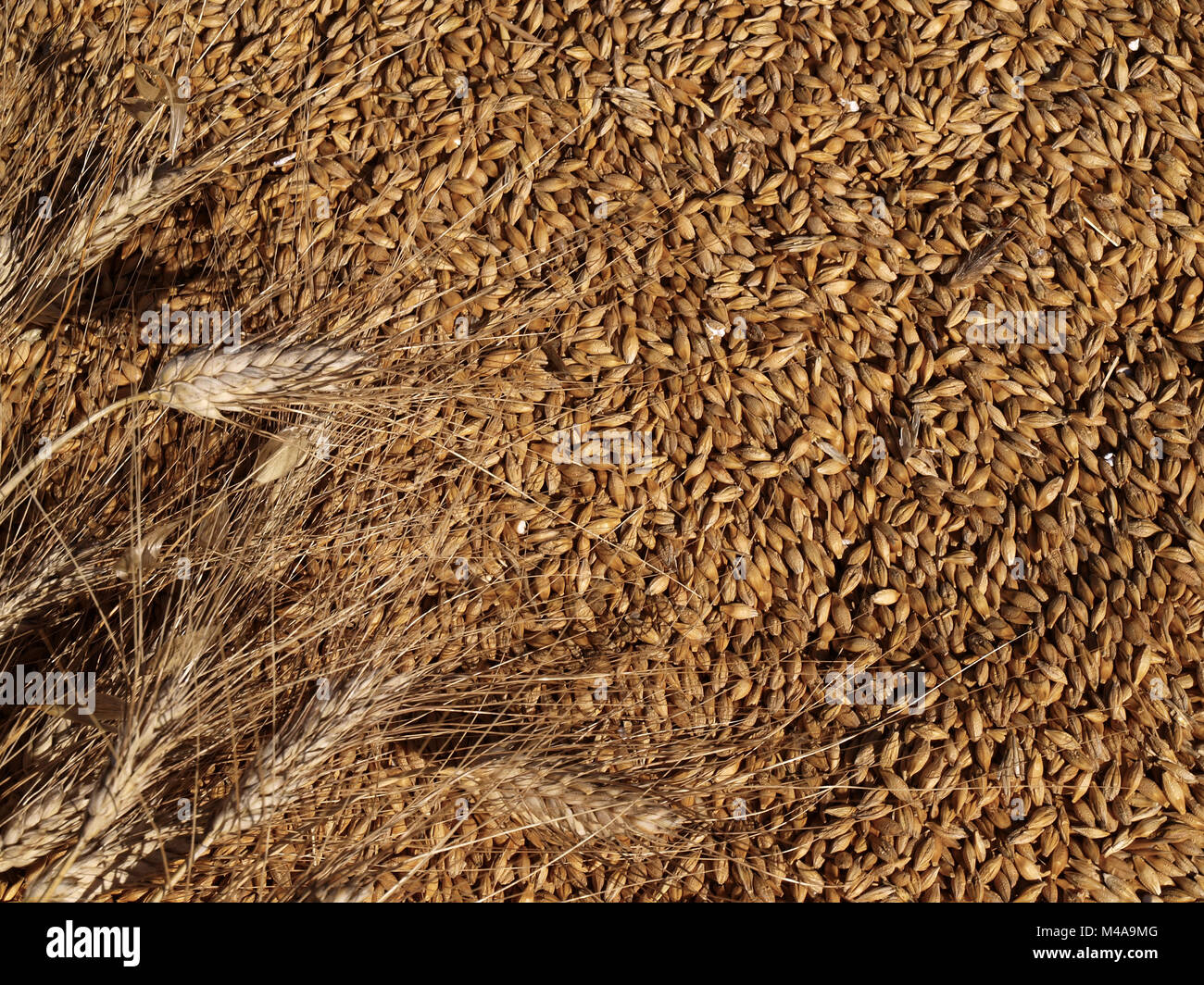 Weizen samen -Fotos und -Bildmaterial in hoher Auflösung – Alamy