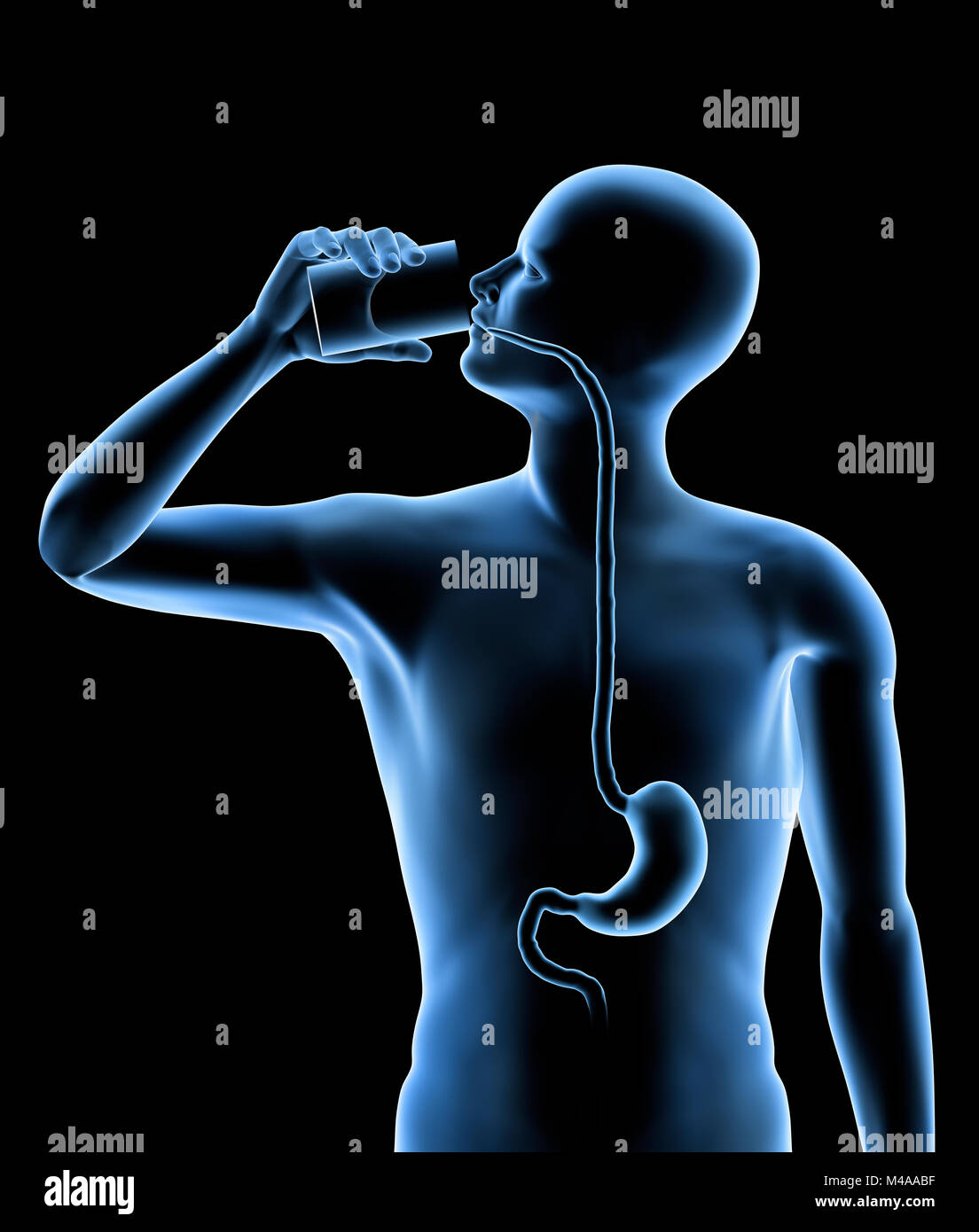 Speiseröhre anatomie -Fotos und -Bildmaterial in hoher Auflösung – Alamy