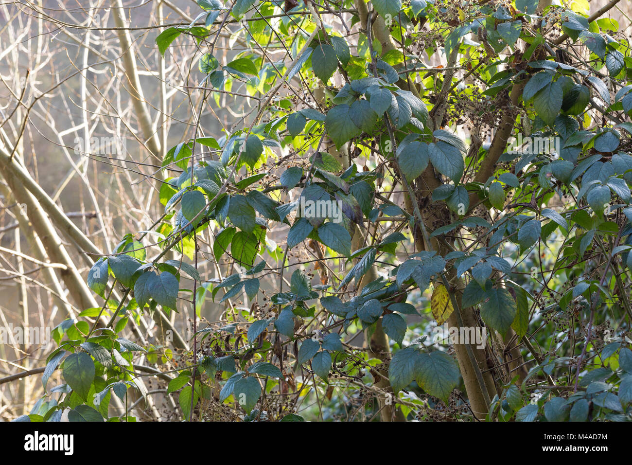 Echte Brombeere Stockfotos und -bilder Kaufen - Alamy