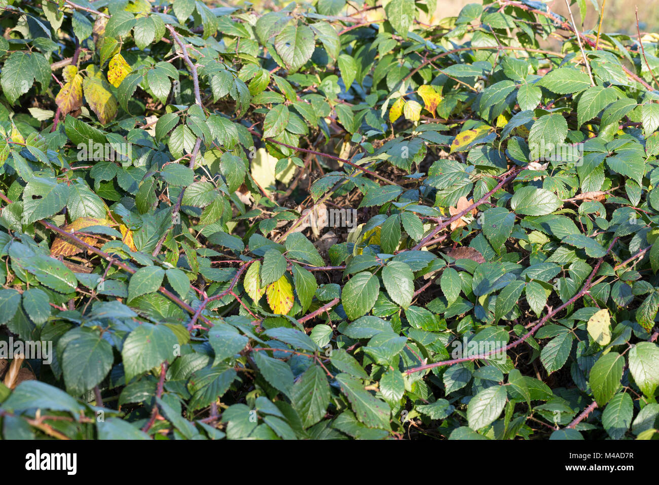 Brombeere, Echte Brombeere, Ranke, Ranken, rankend, Brombeerranke ...