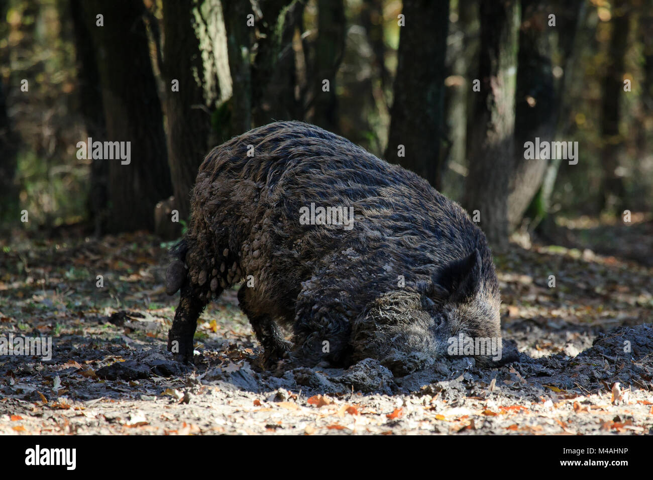Wild Boar Fighting Stockfotos & Wild Boar Fighting Bilder - Alamy