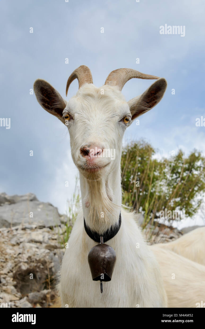 Ziege mit glocke -Fotos und -Bildmaterial in hoher Auflösung – Alamy