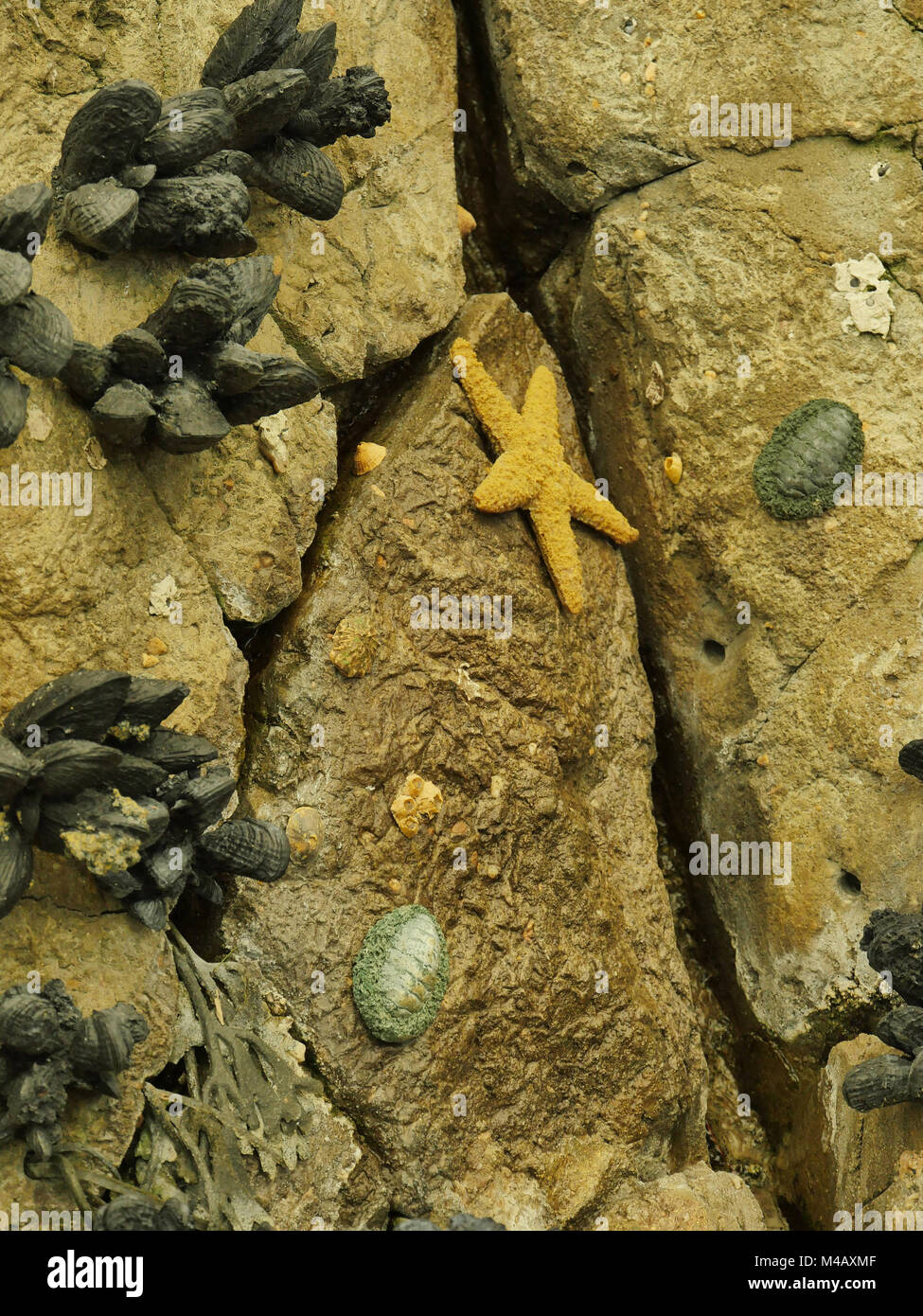 Seeigel seestern -Fotos und -Bildmaterial in hoher Auflösung – Alamy