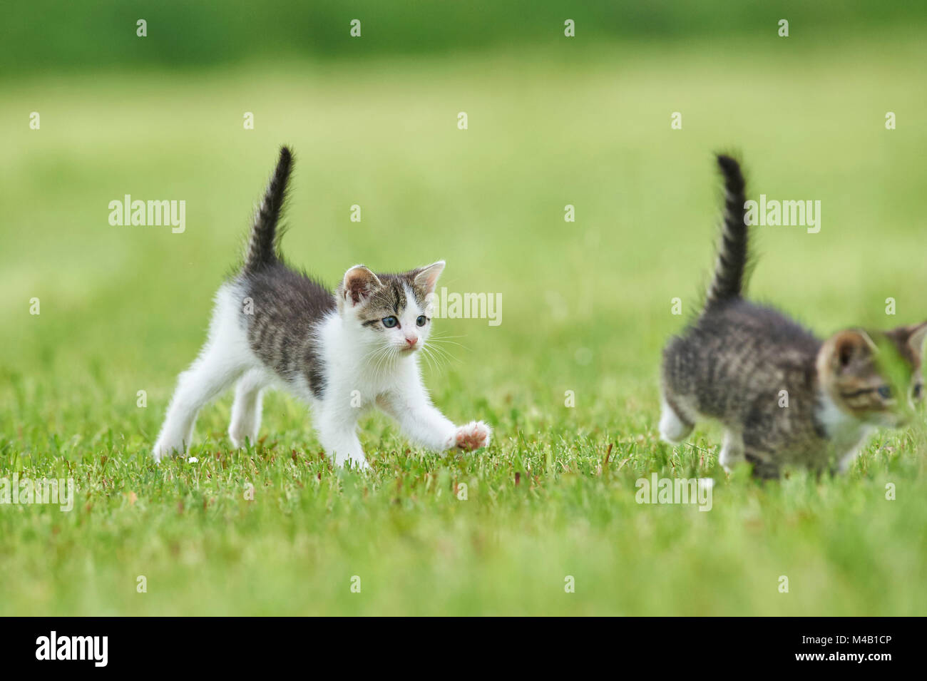 Katze rennen -Fotos und -Bildmaterial in hoher Auflösung – Alamy