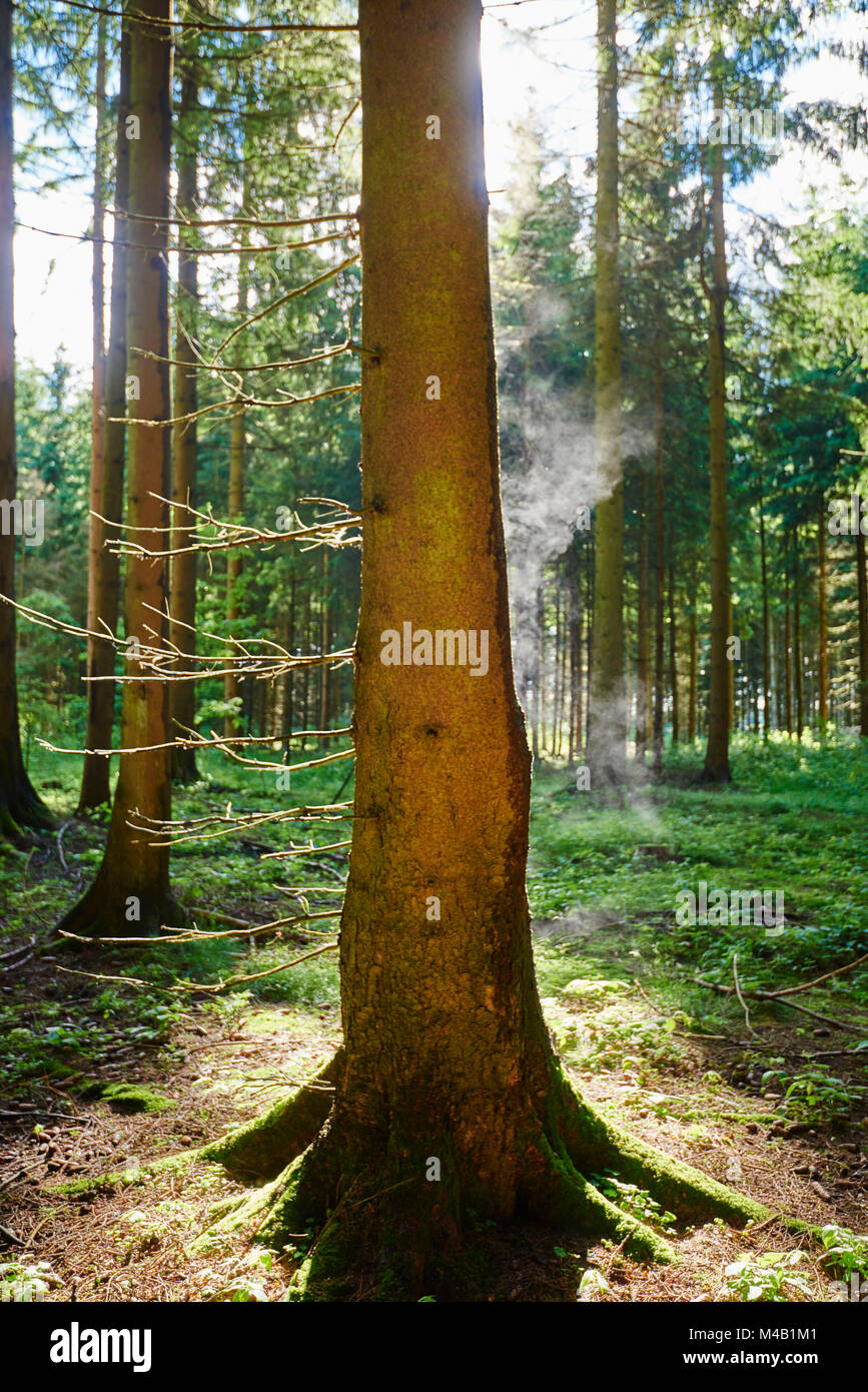 Fichten monokultur -Fotos und -Bildmaterial in hoher Auflösung – Alamy