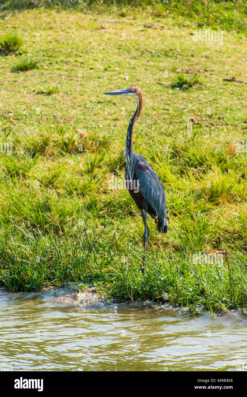 Goliath Heron (Ardea goliath), Queen Elizabeth National Park, Uganda ...