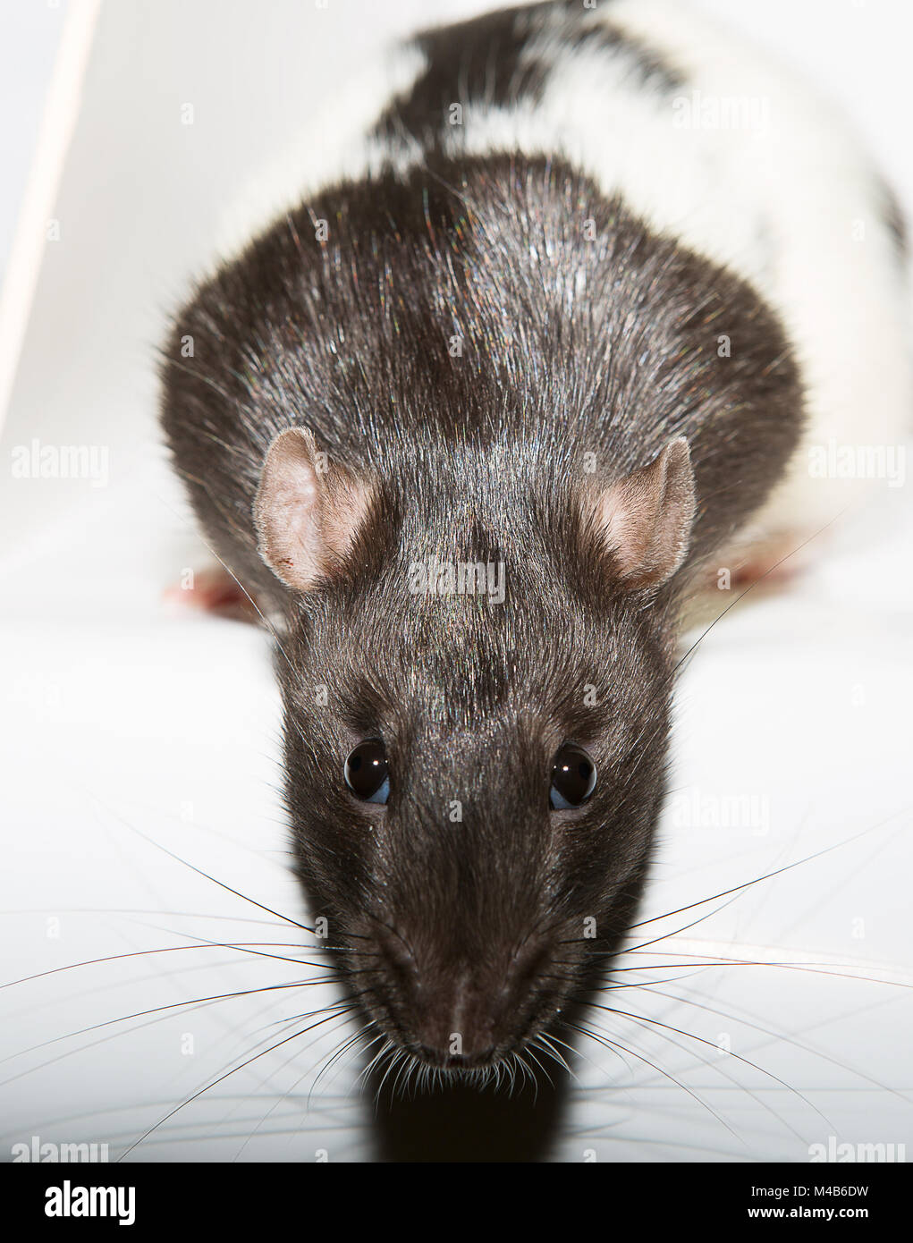 Schlaue ratten -Fotos und -Bildmaterial in hoher Auflösung – Alamy
