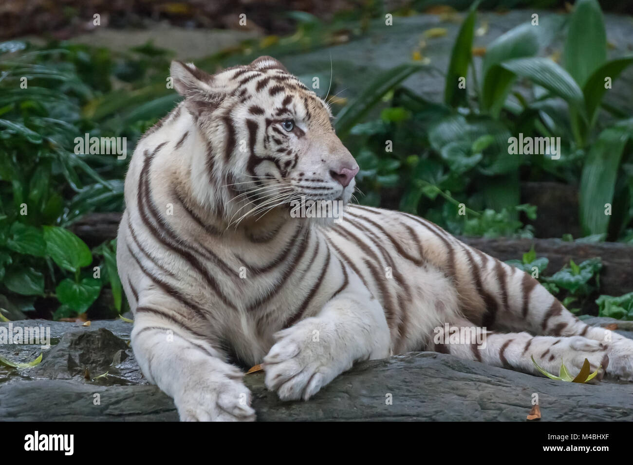 Seltene säugetiere Stockfotos und -bilder Kaufen - Alamy