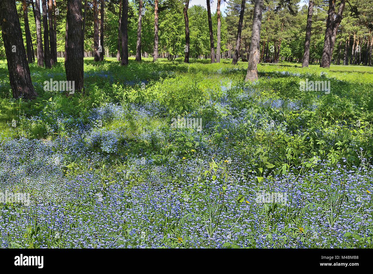 Feen blumen -Fotos und -Bildmaterial in hoher Auflösung – Alamy