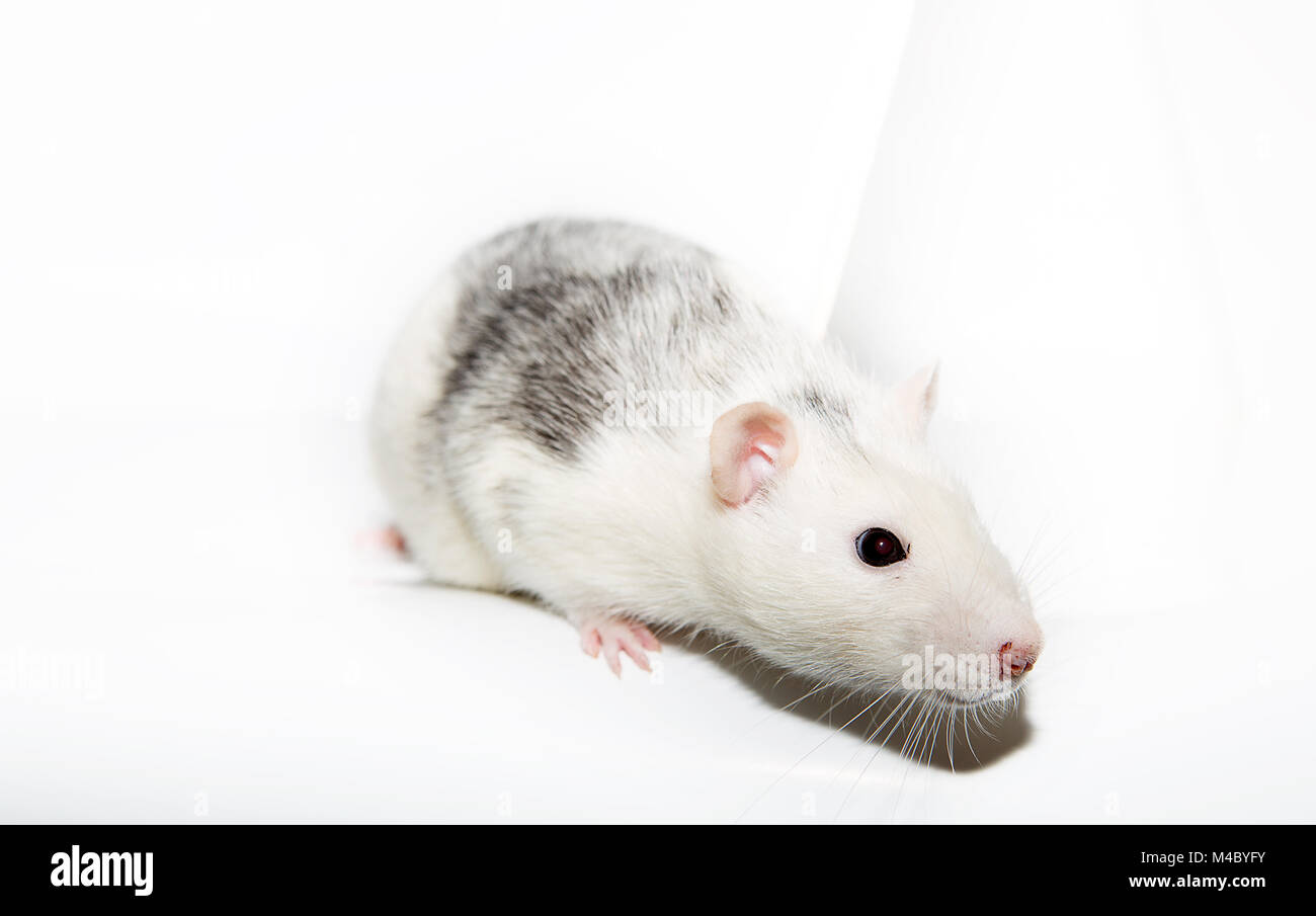 Schlaue ratte -Fotos und -Bildmaterial in hoher Auflösung – Alamy