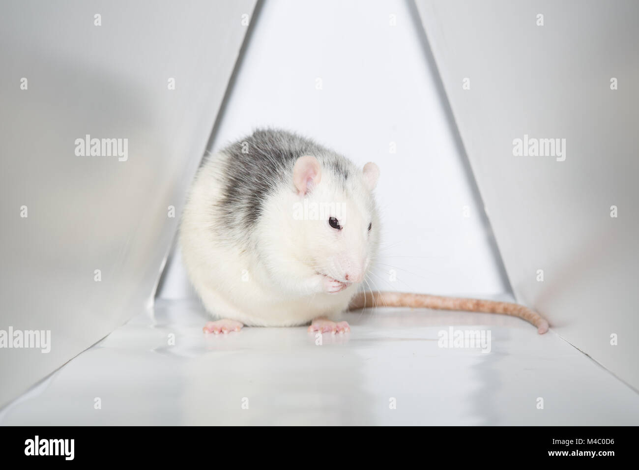 Rat washing -Fotos und -Bildmaterial in hoher Auflösung – Alamy