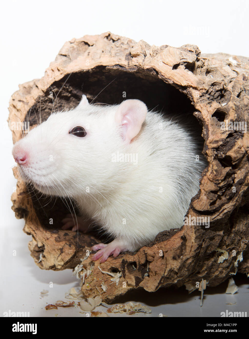 Mata raton Stockfotos und -bilder Kaufen - Alamy