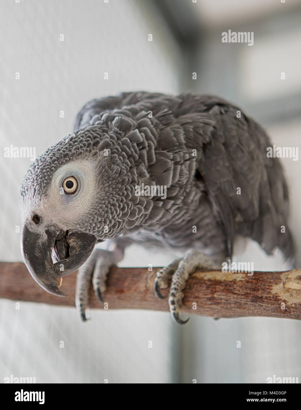 Papagei sprechen -Fotos und -Bildmaterial in hoher Auflösung – Alamy