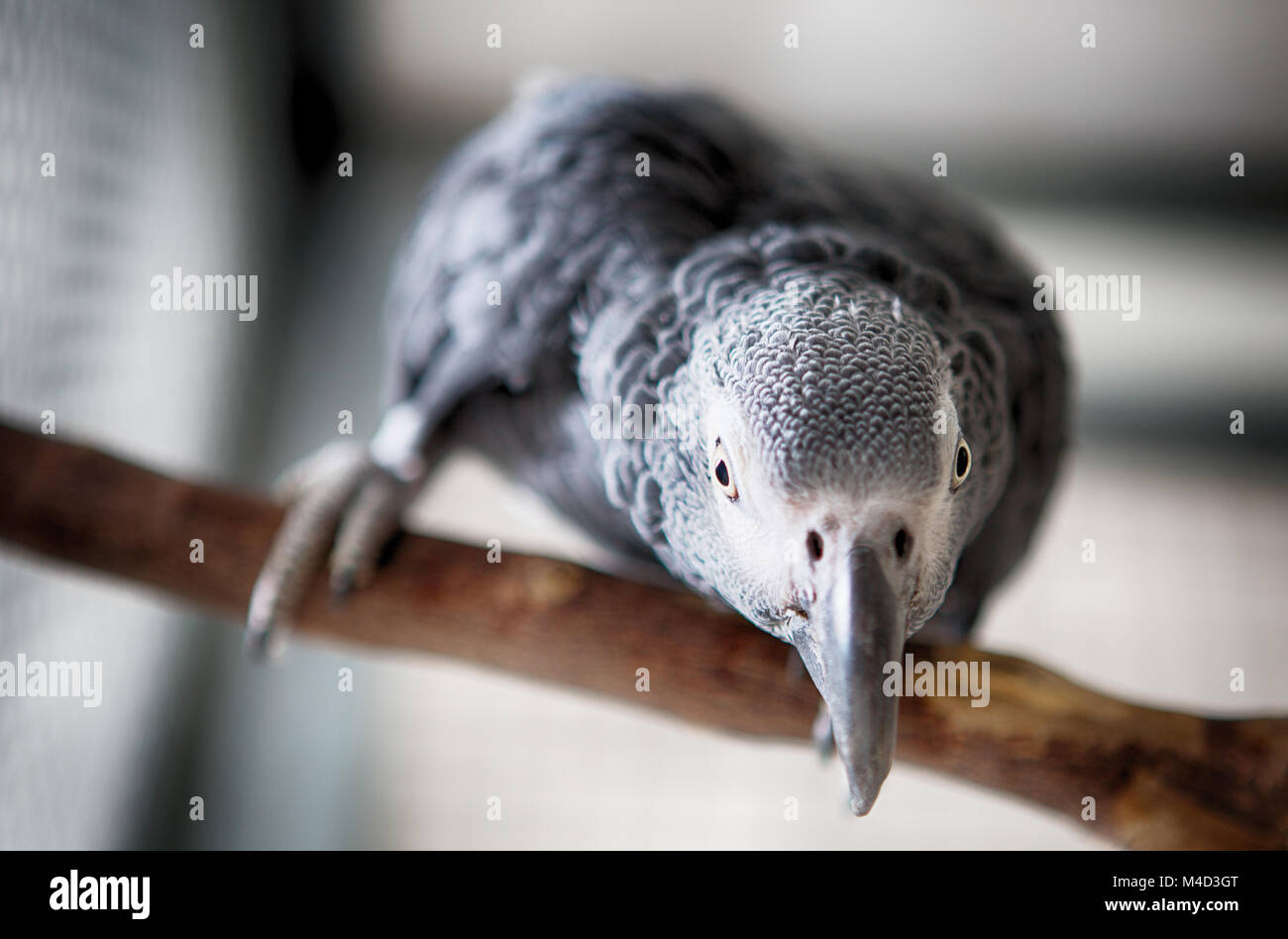 Papagei sprechen -Fotos und -Bildmaterial in hoher Auflösung – Alamy